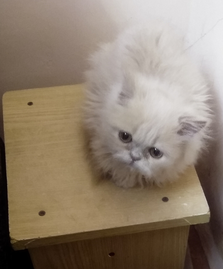 Продаются персидские котята