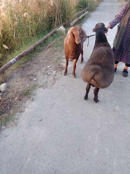 Qazoqi toza semiz tagal sotiladi