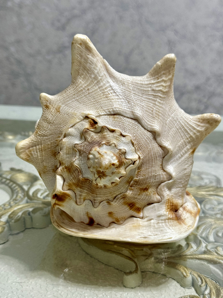 Морские ракушки натуралные для декора / Ракушка / 2 штуки