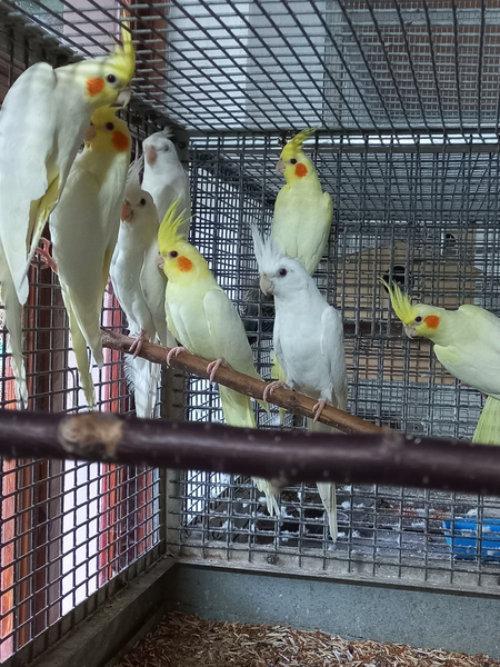 Продаются молодые дубайские кореллы