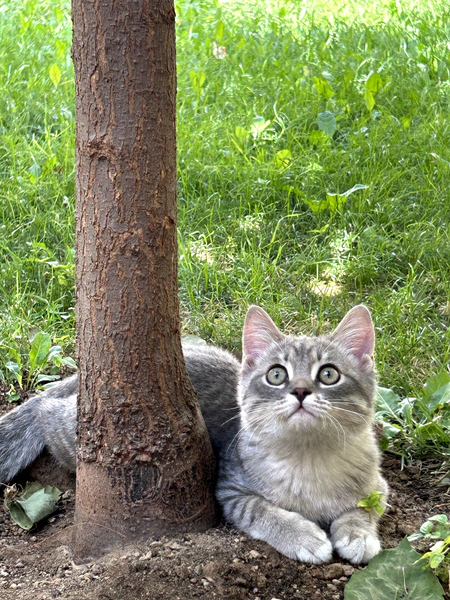 Продается домашний котонёк.