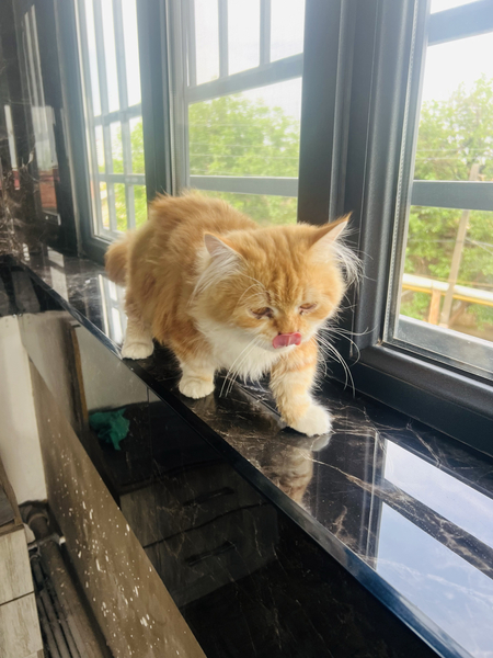 продается кот