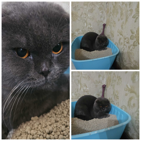 Кот скотиш флоод