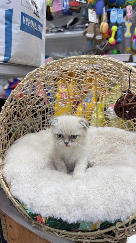 Очень умный котёнок!