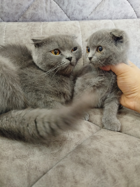 Британские котята