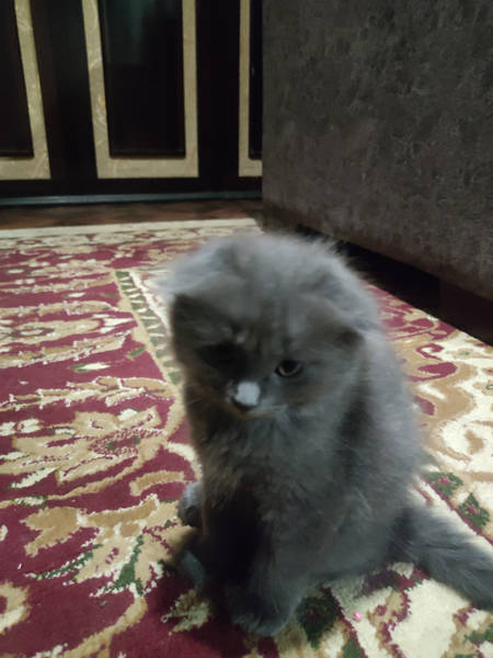 Продается Кошка Scottish Fold