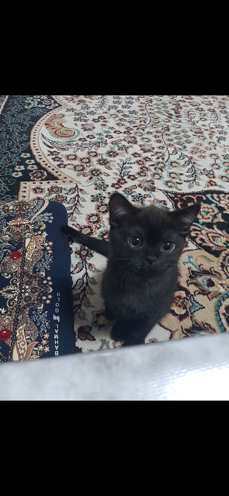 Продам котёнка имя Кола 4 месяца девочка