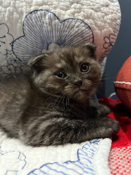 Котята Скоттиш фолд и страйт