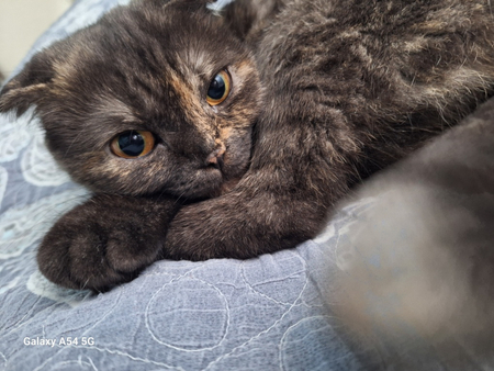 Шотландская вислоухая кошка