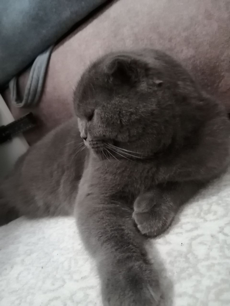 Вязка Красавец кот Скотиш фолд