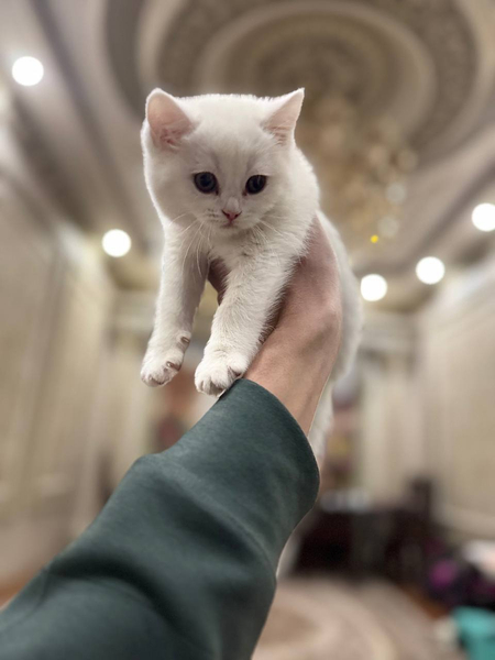 Шадланиский фолд ва страйт