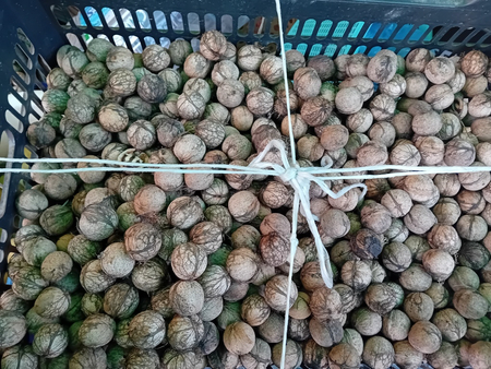 Продаются грецкие орехи