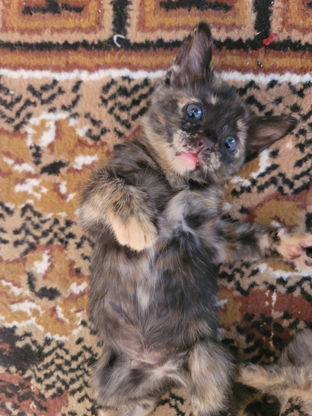 Котятя 1.5 месячные