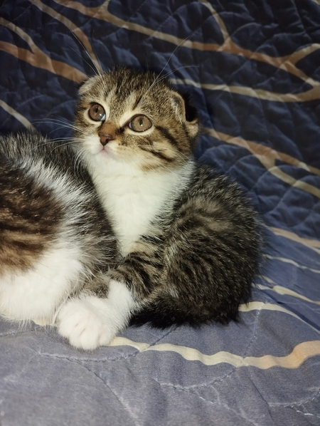Продаются котята скоттиш фолд девочки