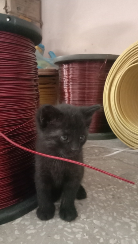 Отдам котят в хорошие руки.
