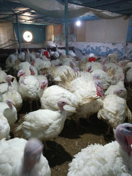 Big6 Kurkalar sotiladi