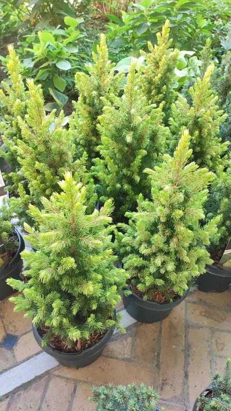 Picea glauca Daisy white