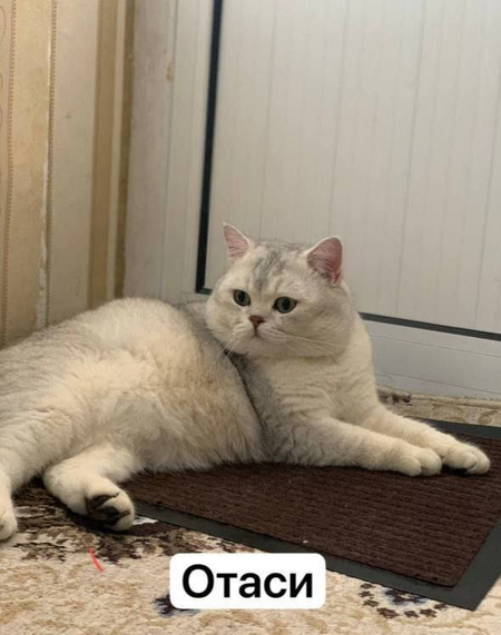 Британский скоттиш фолд