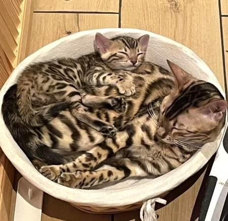 Бенгальские котята