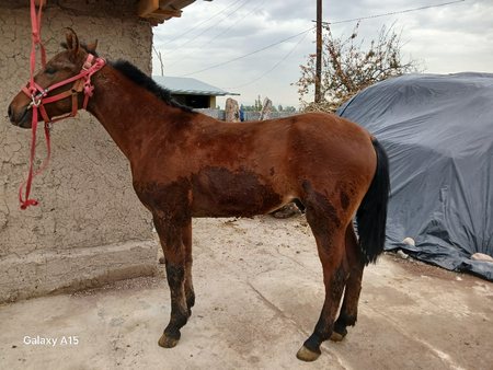 Hamma narsa siga javob beraman