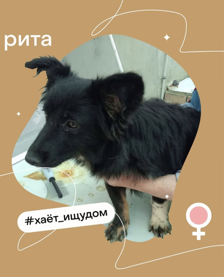 Девочка Рита ищет свой дом!