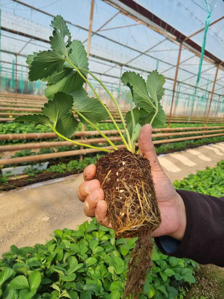 Продам здоровые саженцы корейской клубника