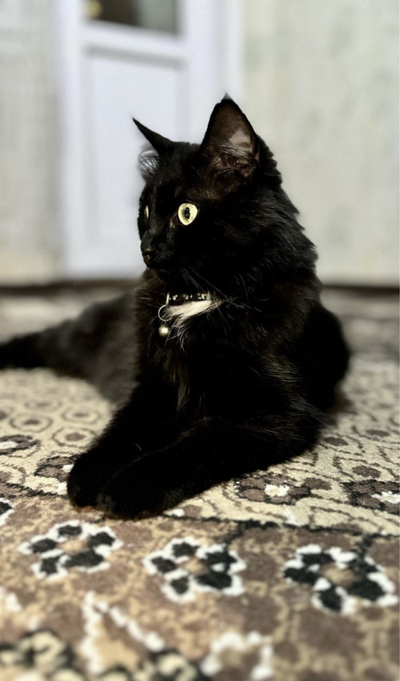 Кошка в добрые руки