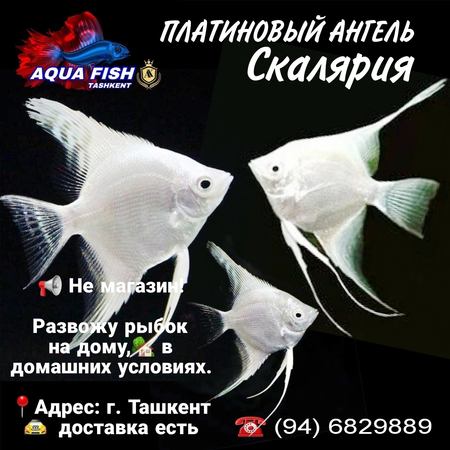 Скалярия платиновый ангел