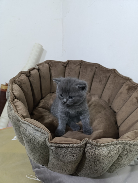 Когтеточка для кошек и котят