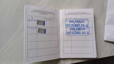 Mushuk Britaniyiskiy 8 oyli