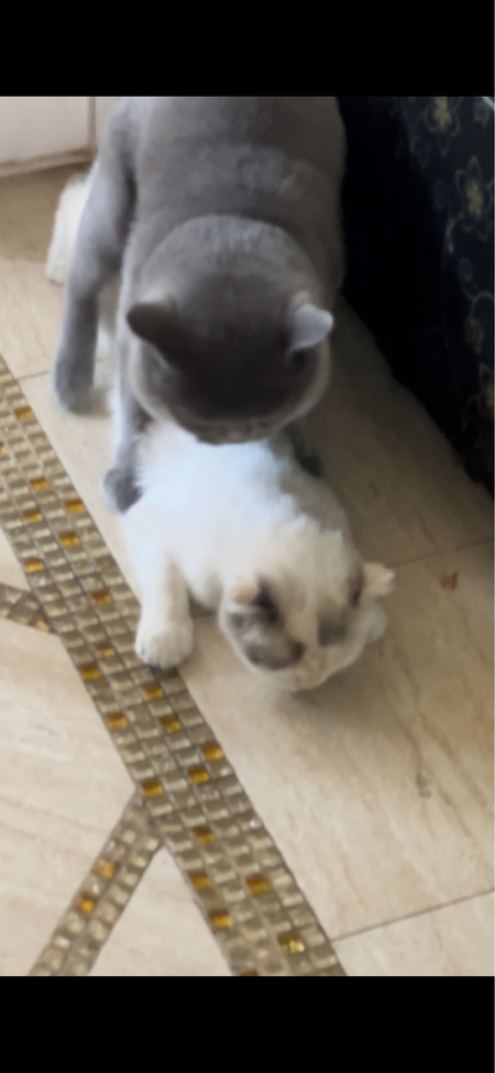 Вязка чистый британский кот