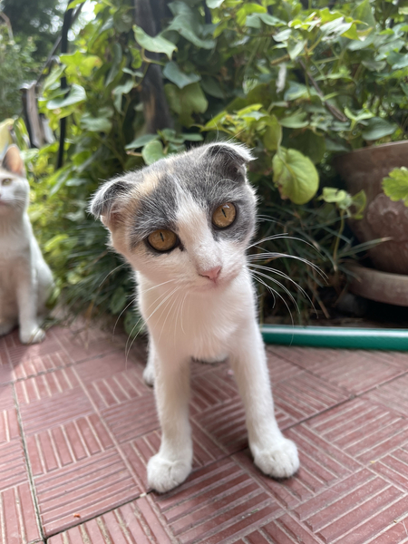 Отдаем котят в добрые руки