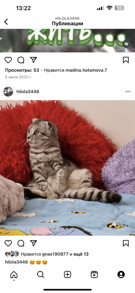 Продаю котят