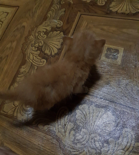 Кошка 2 недели отдам даром