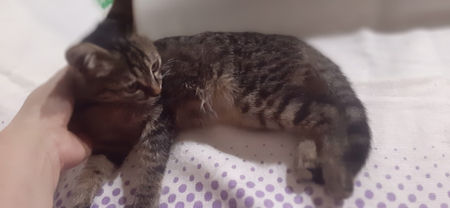 Котёнок мальчик в хорошие ручки