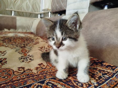 Отдам в хорошие руки котят