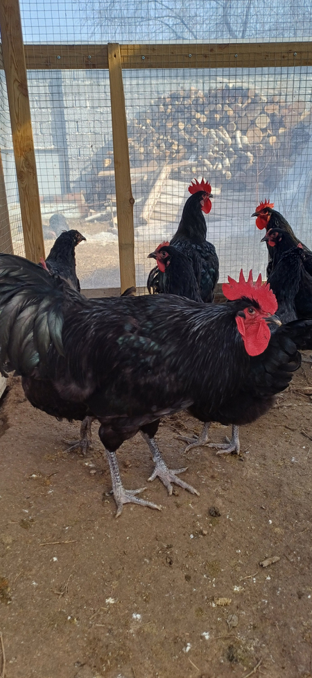 GIGANT JERSIY tovuq tuxumlari sotiladi