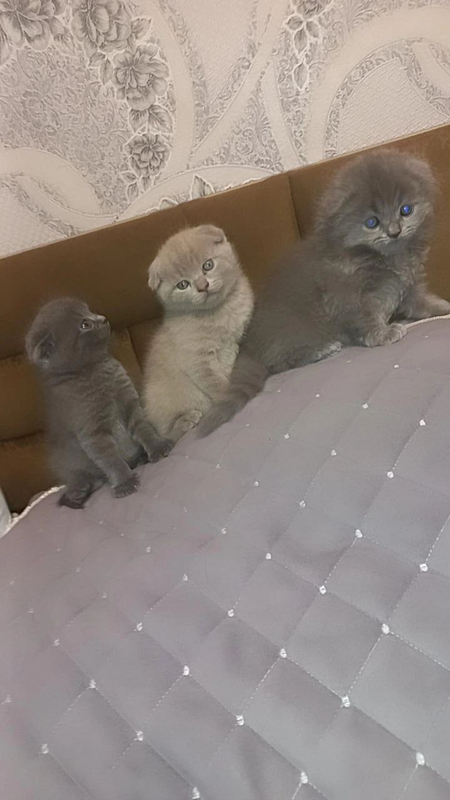 Продам котят фолды