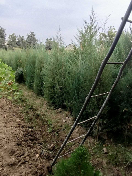 Арчалар сотилади