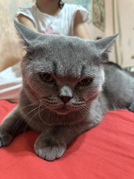 Кот британский