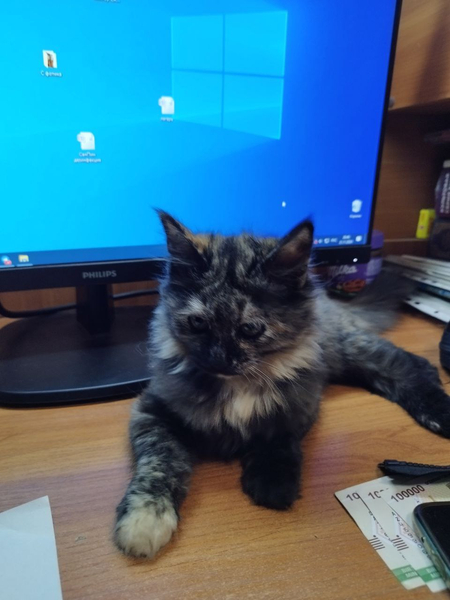 Котёнок ищет заботливых и ответственных  хозяев.