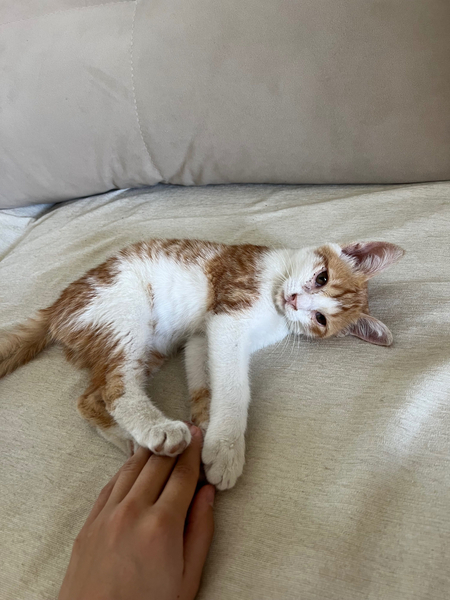 Котенок мальчик рыжий ищет свой дом