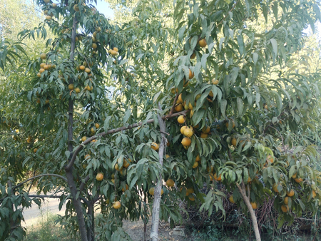 Shaftolilar sotiladi optim narxlarda sariq limon qizil shaftolilar
