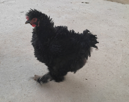 Xonaki brama tovuq xoʻrozlar 2ta tovuq 2ta xoʻroz bor