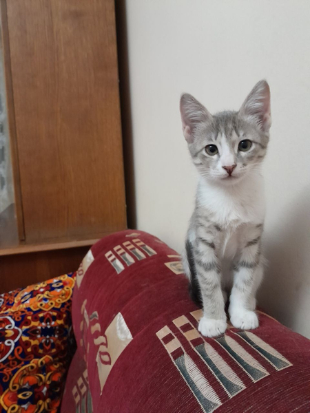 Отдам котёнка в хорошие руки