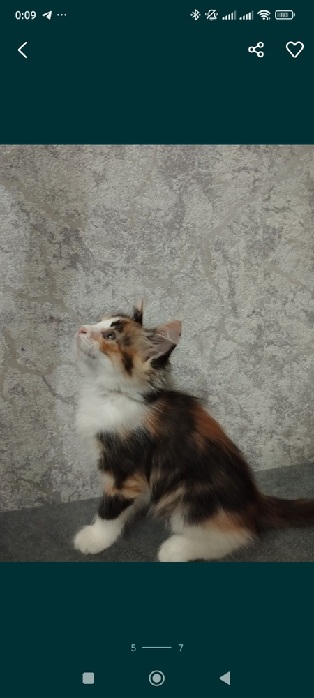 СРОЧНО!!! Отдаю котят