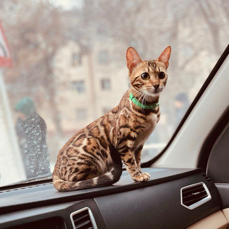 Бенгалы с парамы и котятами