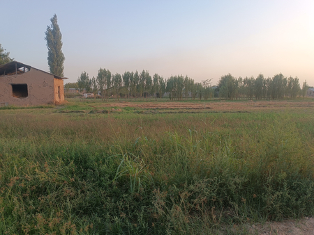 Dala hovli uchastka Dacha