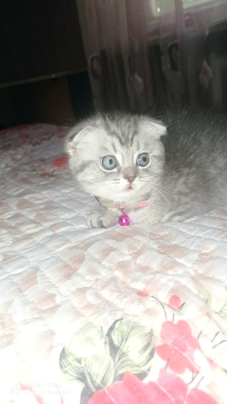 Котенок скотиш страйт шиншилла