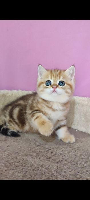 Золотая шиншилла